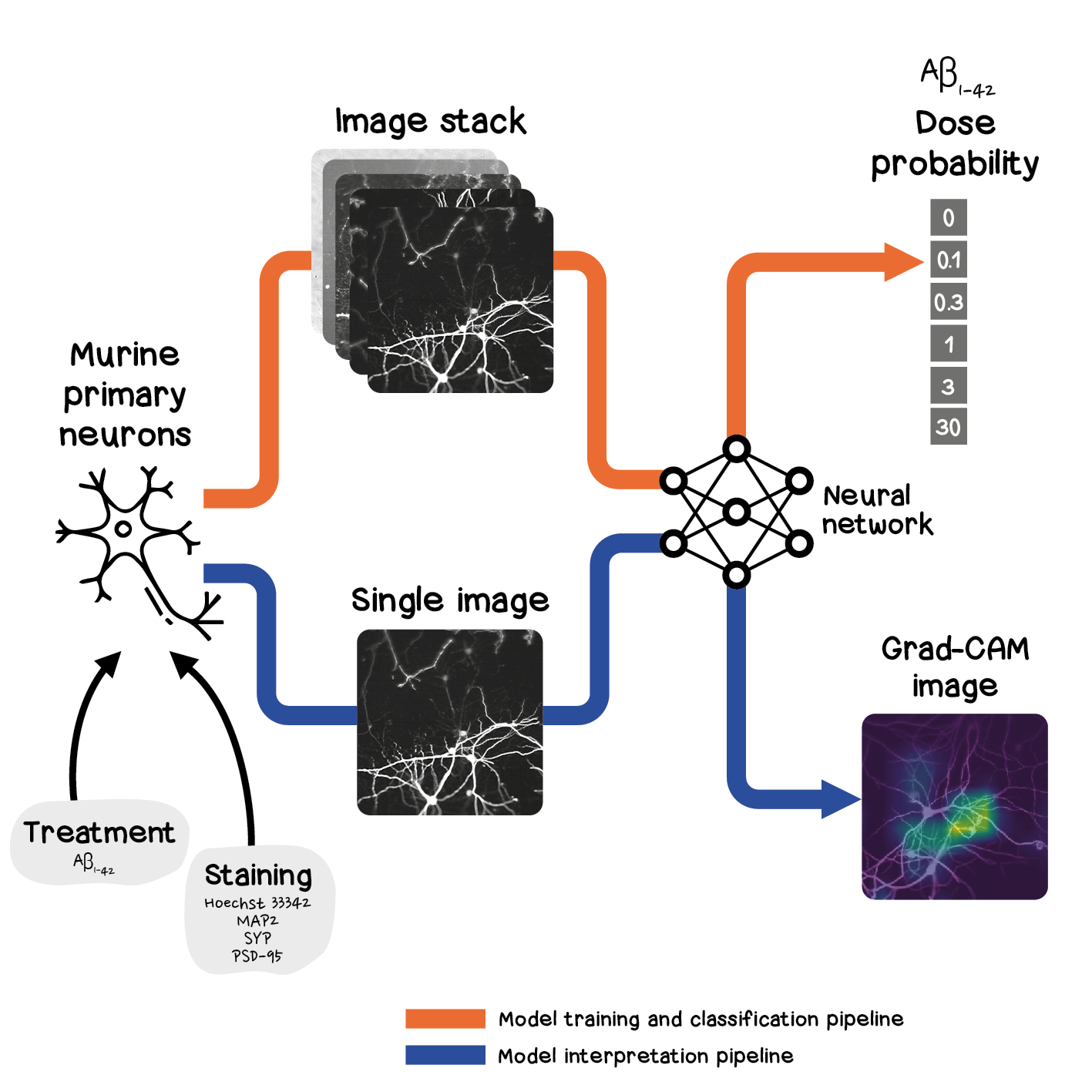 Deep learning-based cell profiling using neuronal morphology