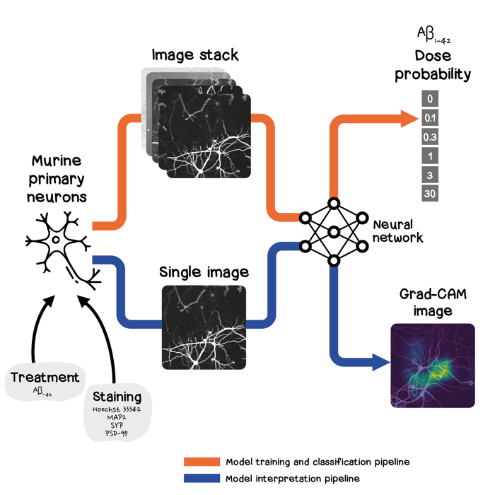 Deep Learning Based Cell Profiling Using Neuronal Morphology